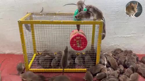 简单利用铁丝网和木架制作成的捕鼠神器,老鼠抓了一大群!