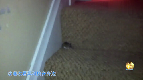 老鼠排队进的捕鼠笼,双保险捕鼠笼,哪款是C位呢?