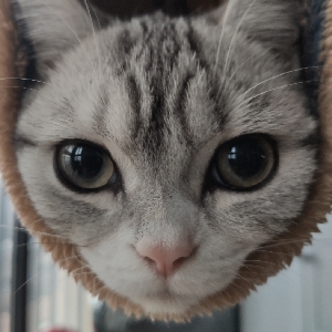 诀緣 