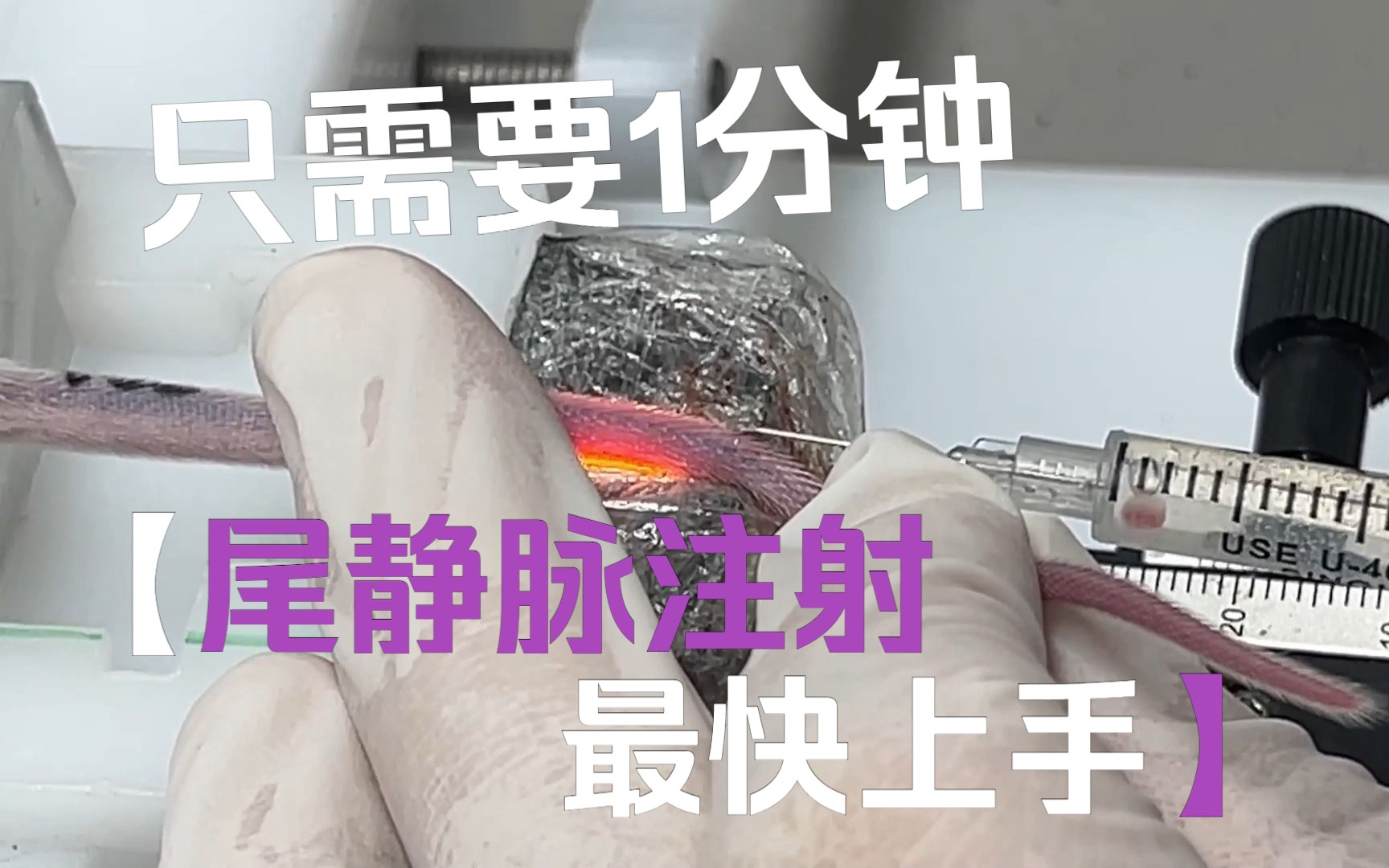 小鼠尾静脉注射操作及细节