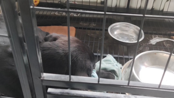 复合维生素B片真是好药吃上了。我家狗狗都吃的和以前一样多了。是...