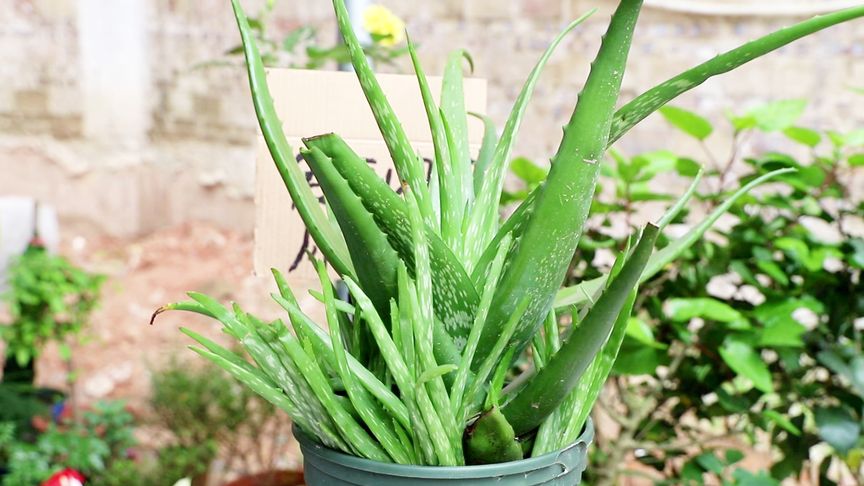 养芦荟,用瓦盆好还是塑料盆好,你选对了没有呢?
