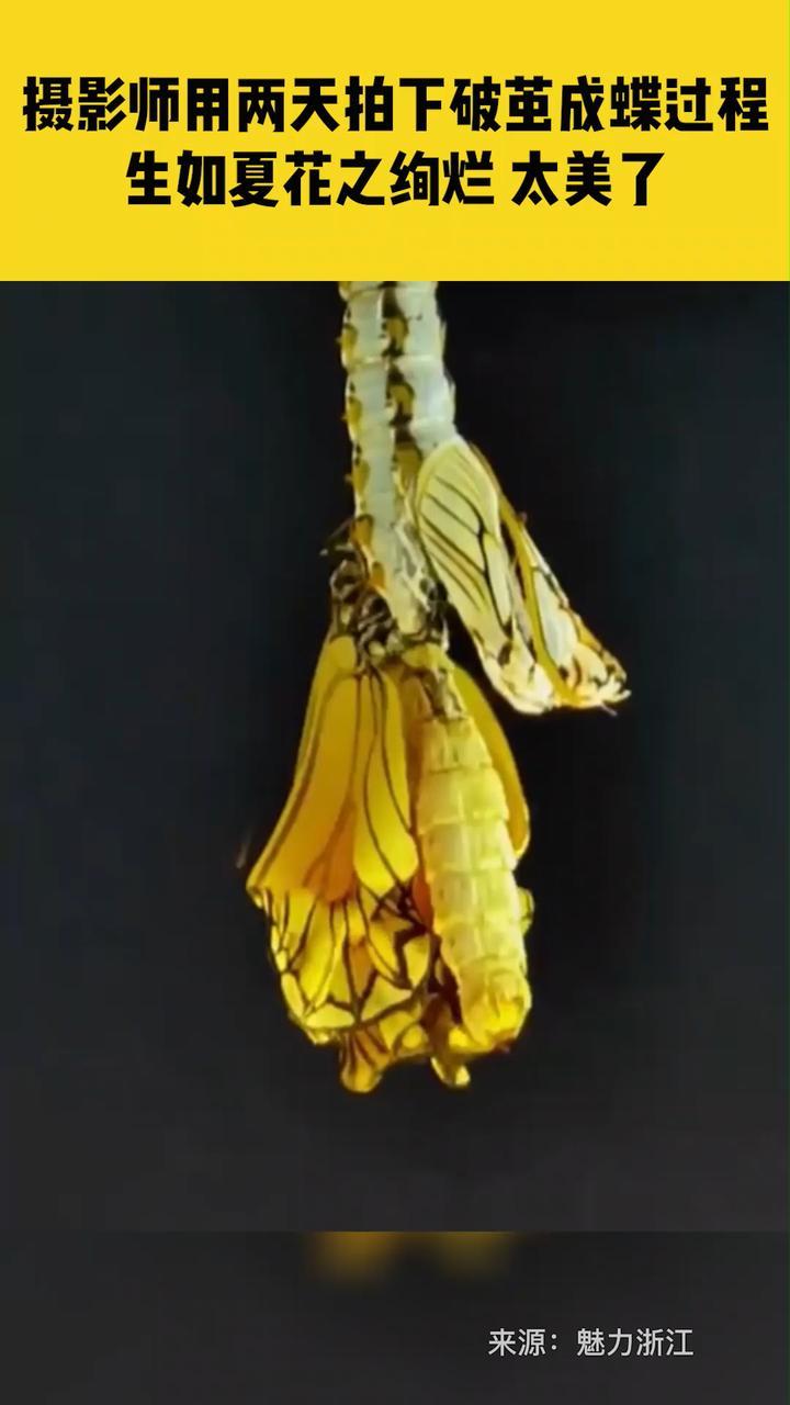 9月28日浙江金华,摄影师用两天拍下破茧成蝶全过程,生如夏花.