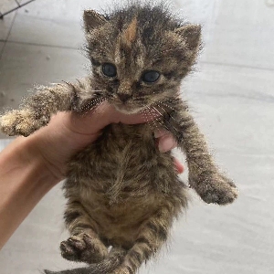 杨媛媛牌动物饼干 