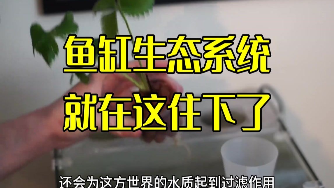 鱼缸生态系统 就在这住下了