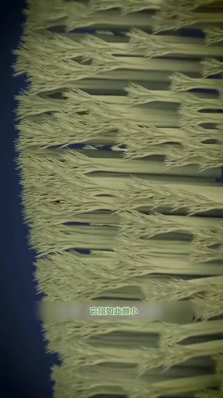 你知道珍珠是怎么形成的吗