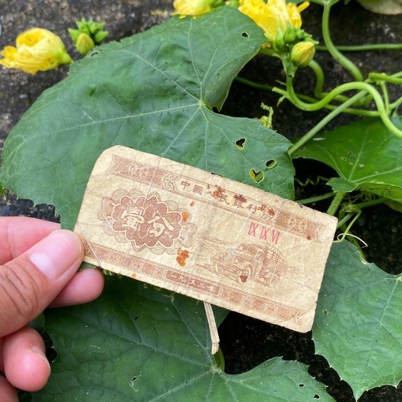 一张1953年的一分纸币,如今转手出去能值多少钱,这价格你知道吗