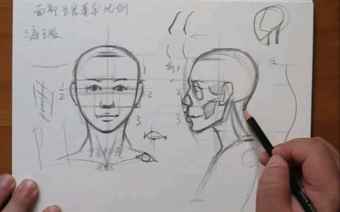 【水彩】人面部五官基本比例位置