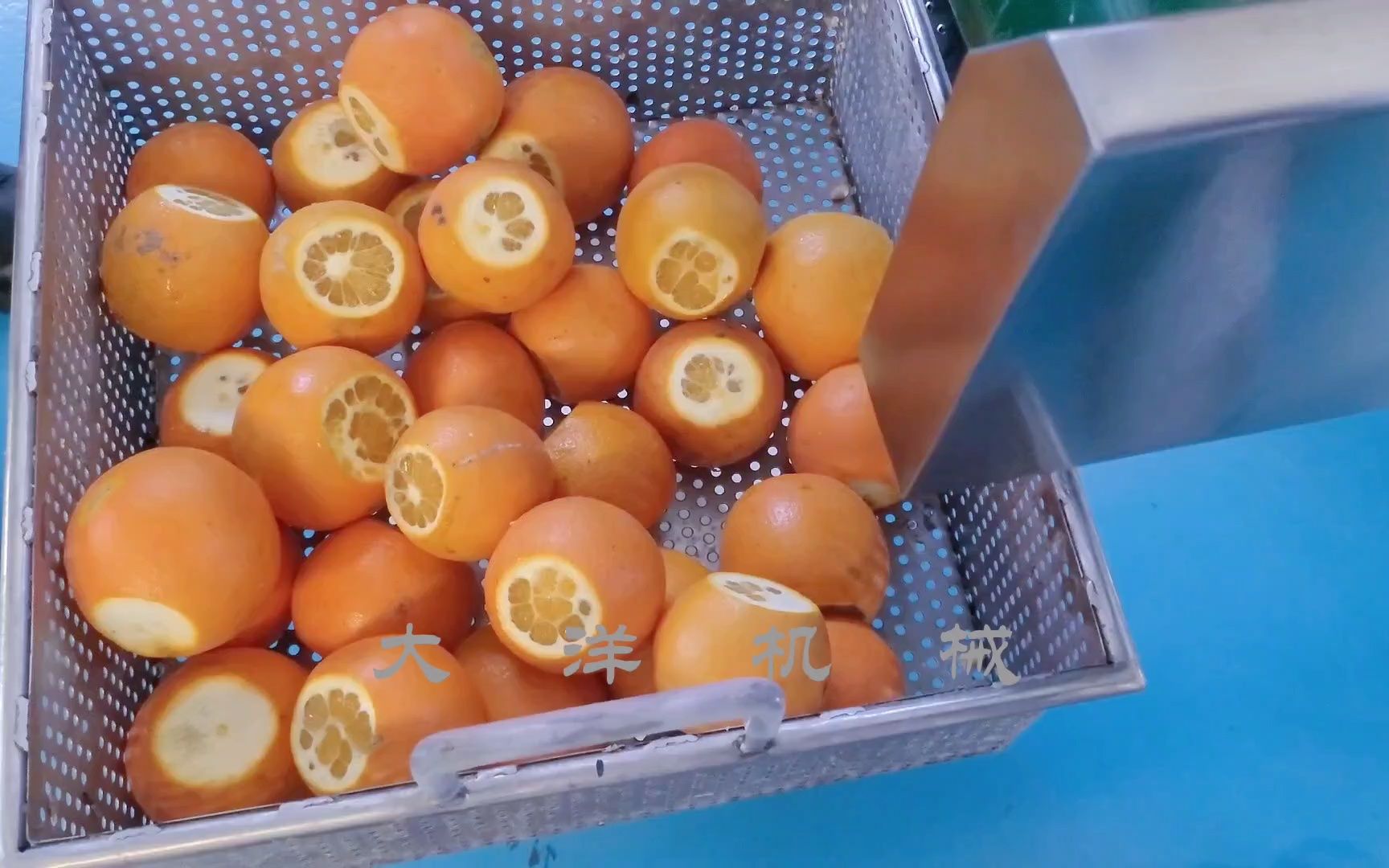 橙子切头机试机中 柠檬切两头的设备 橙子切头尾现场操作过程