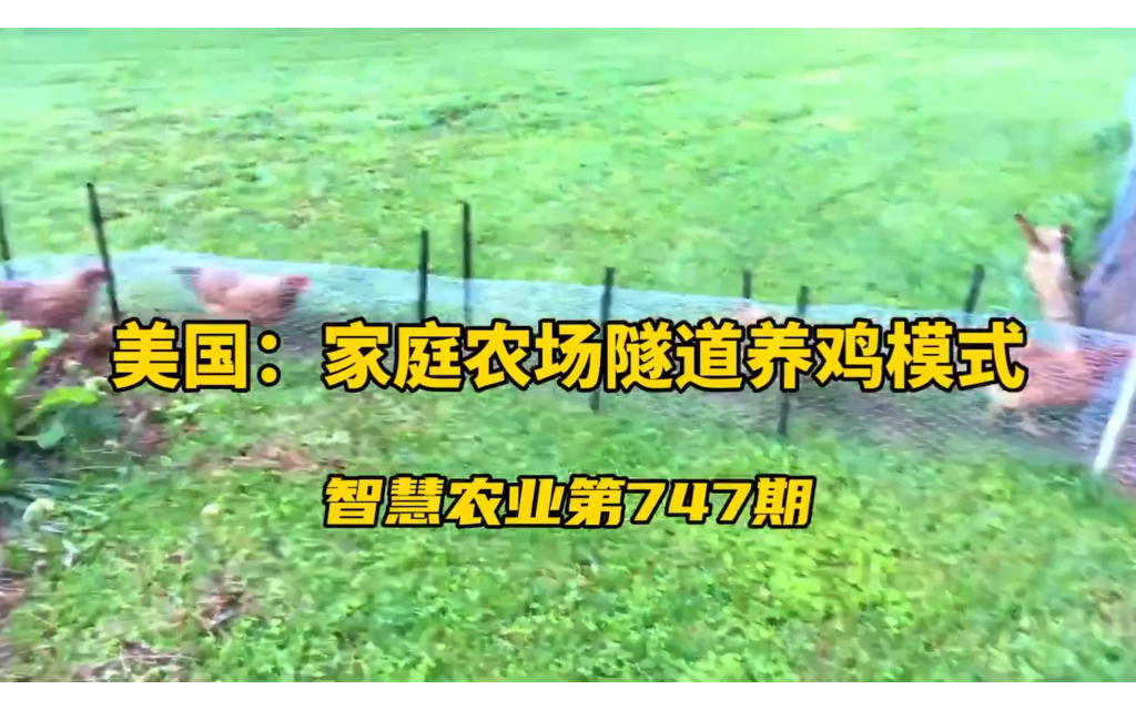 美国:家庭农场隧道养鸡模式