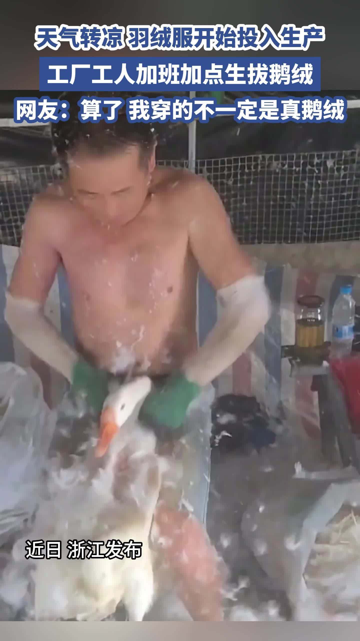 天气转凉,羽绒服开始投入生产,工厂工人加班加点生拔鹅绒