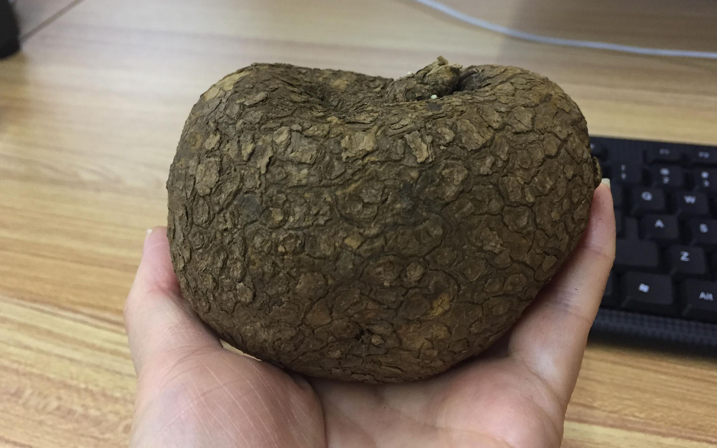 山乌龟的种植方法