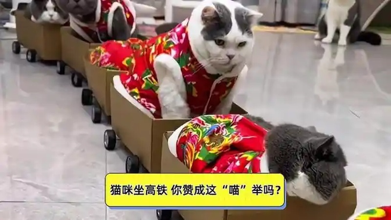 猫咪坐高铁,你赞成这"喵"举吗