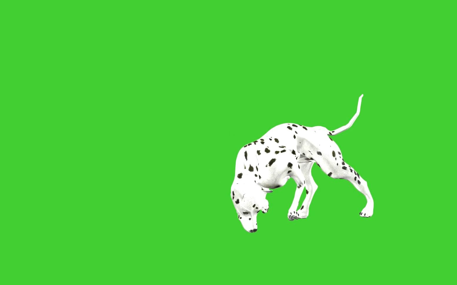 绿幕抠像各种狗狗犬类视频素材