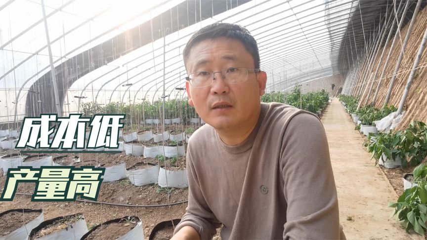 袋装简易无土栽培,成本低了,产量高了