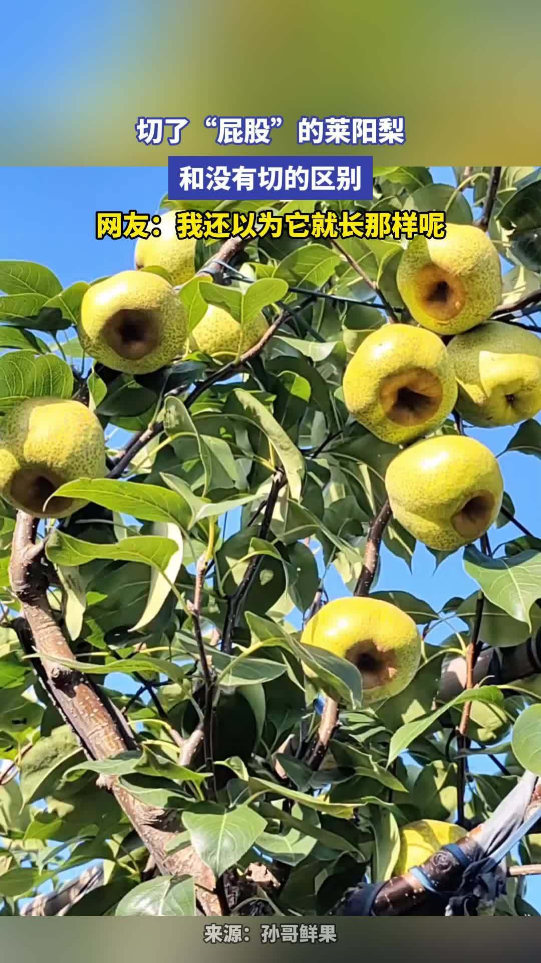 切了“屁股”的莱阳梨,和没有切的区别,网友:还以为它就长那样