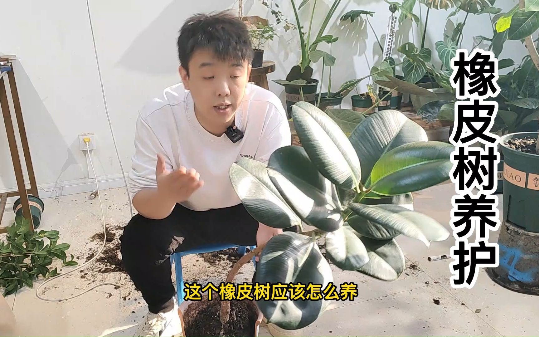 橡皮树怎么养,掌握重点很快养出大叶片