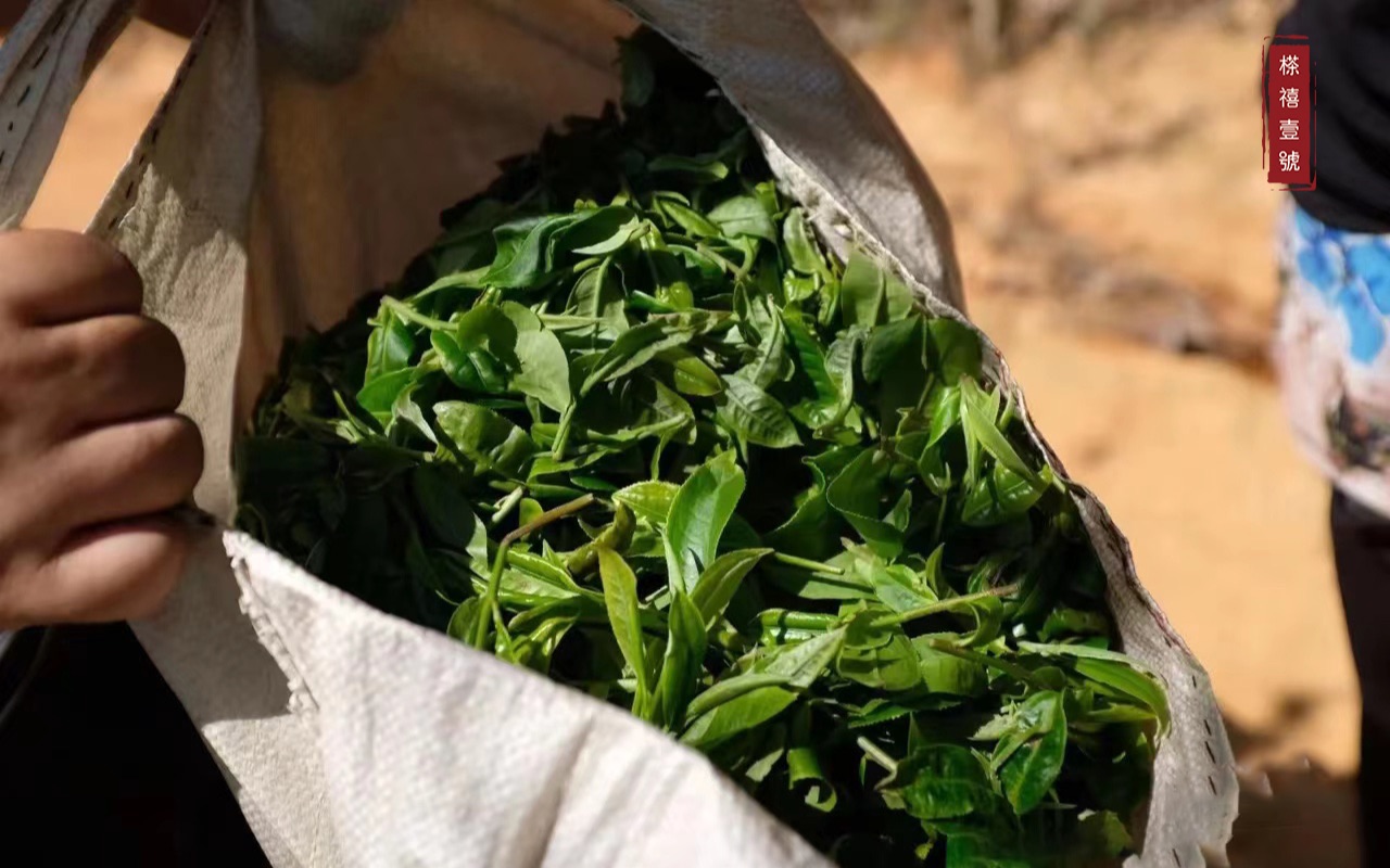 【茶禧壹號商学院】普洱茶和绿茶特性差异的区别是什么?