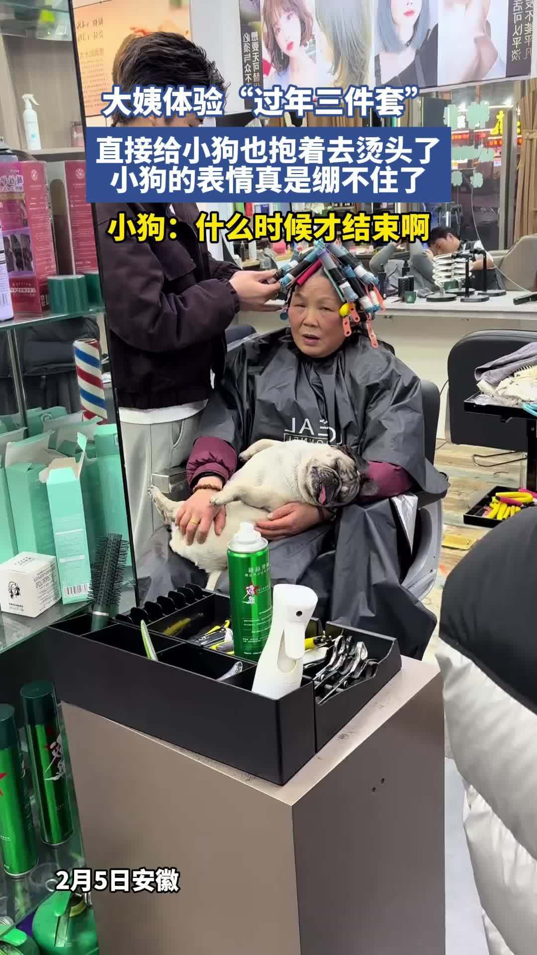 大姨体验"过年三件套",直接给小狗也抱着去烫头了