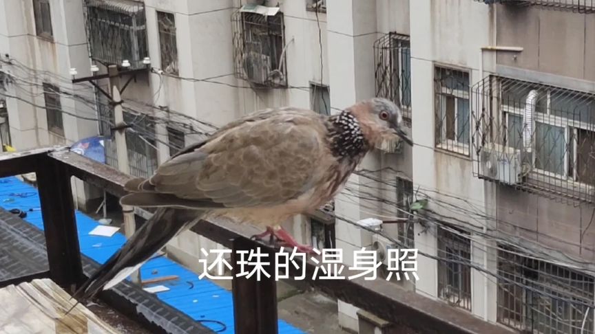 成鸟的羽毛是有一定的防水功能的,是否避雨,要看心情