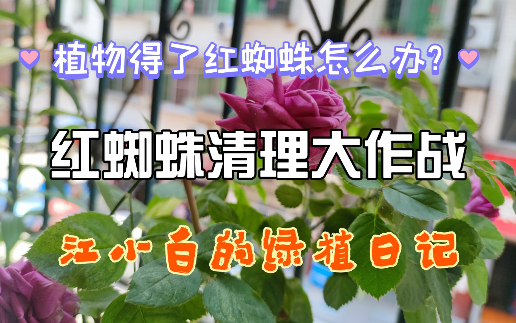 我终究还是遇到了红蜘蛛,玫瑰花正在遭受红蜘蛛的困扰!