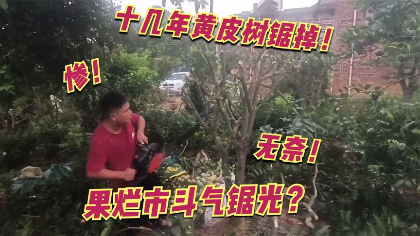 刚摘完黄皮果就全部锯光黄皮树!看到这样你还会大规模种植吗