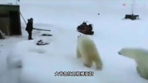 震撼!北极熊出没啦野生动物零距离观察记录太精彩 冰天雪地里的霸主...