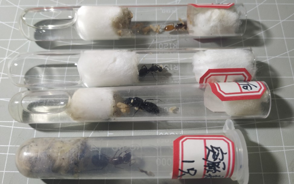 【蚂蚁】试管巢及几只新后的开箱