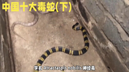 中国十大毒蛇(下)