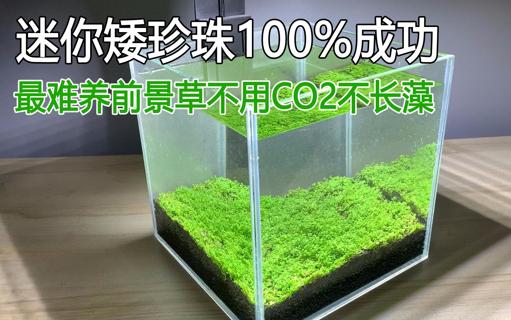 最难养前景草不用CO2不长藻,迷你矮珍珠100%成功#bilibili新星计划#