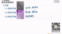 酷学习人体(基本入门)7-疏松结缔组织2