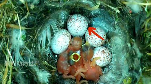 你知道鸟宝宝是怎样破壳出生的吗,这个视频记录了全过程