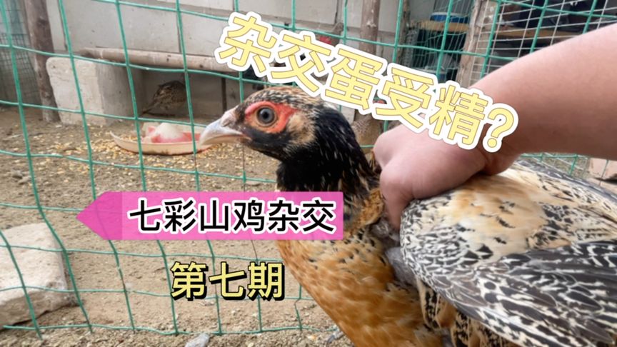 杂交蛋受精了。尽量快更新。感谢大家关注支持…