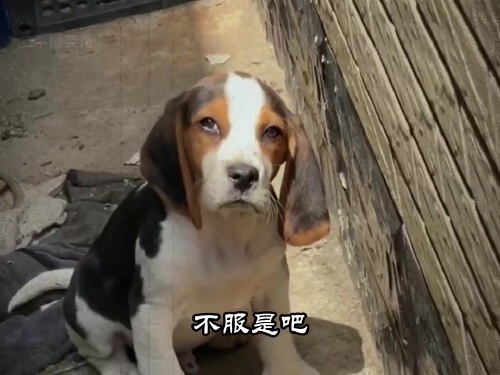盘点那些爱生气的小狗