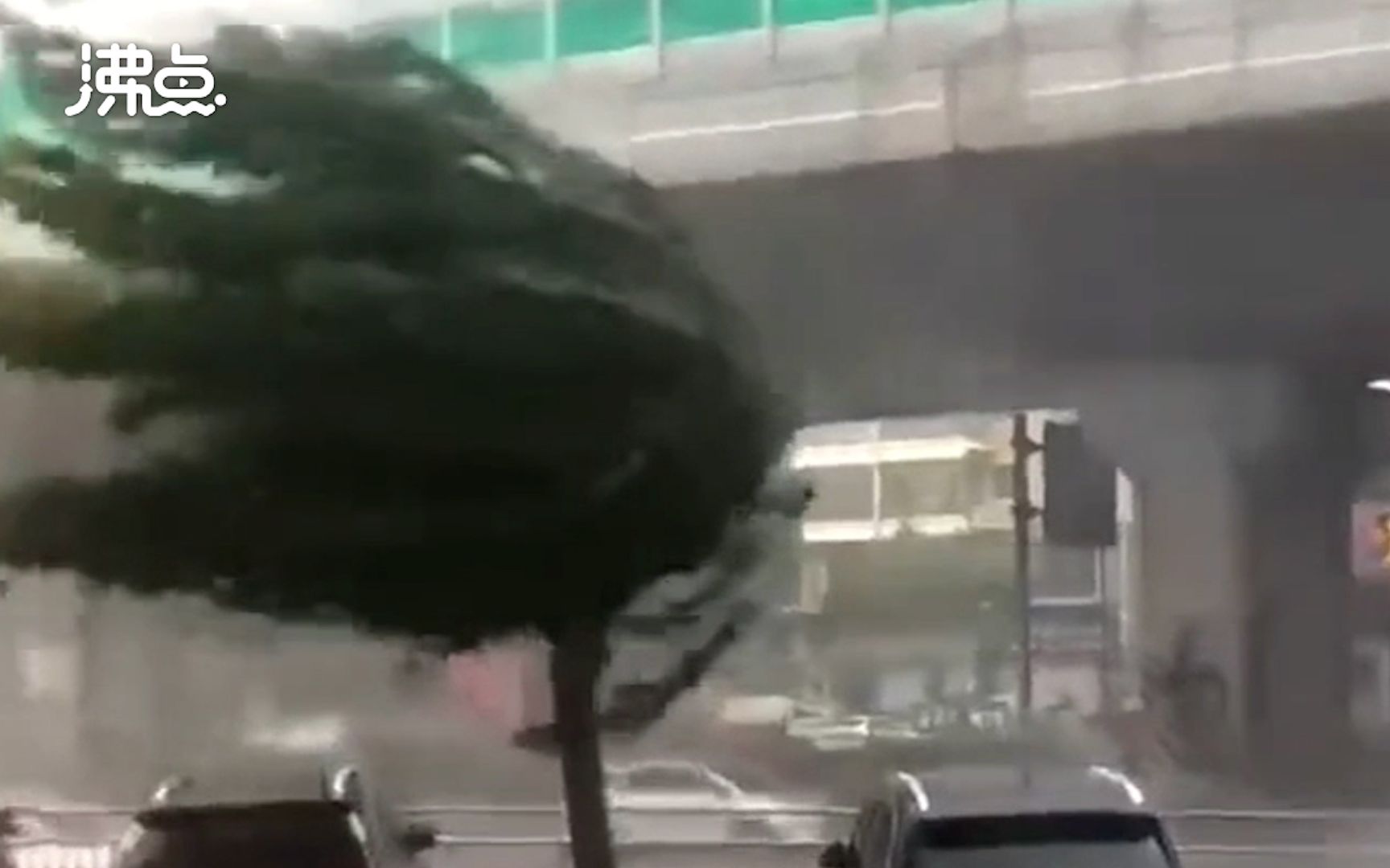 实拍海南台风天气:树被吹变形 市民狂风暴雨中艰难行走