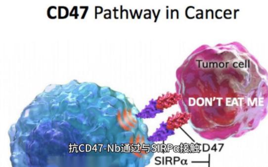 纳米抗体在肿瘤靶向中的作用机制
