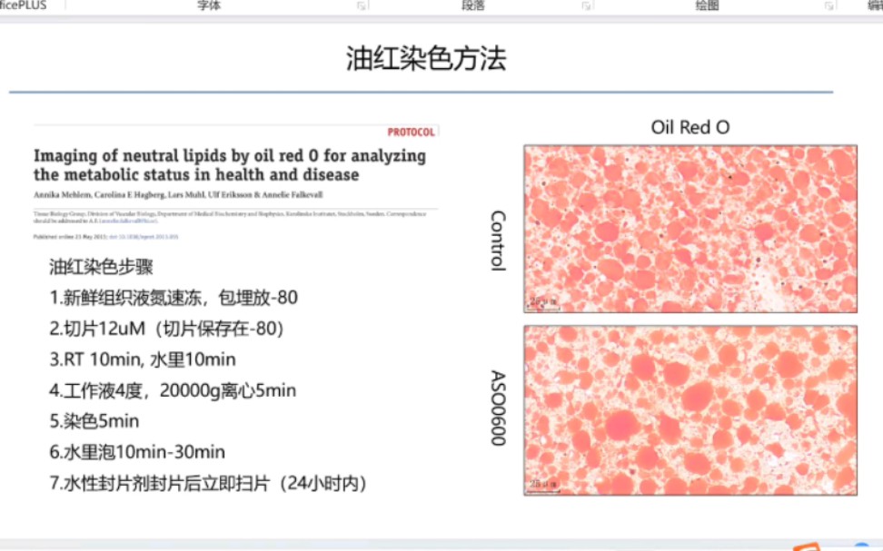 最全油红染色的Image J定量,批量处理和作图