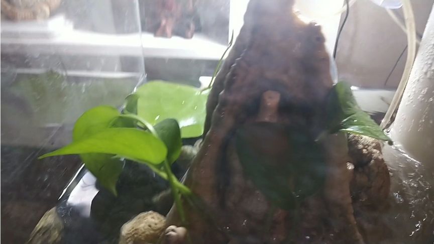 新手自制鱼缸造景,假山流水,简单漂亮。