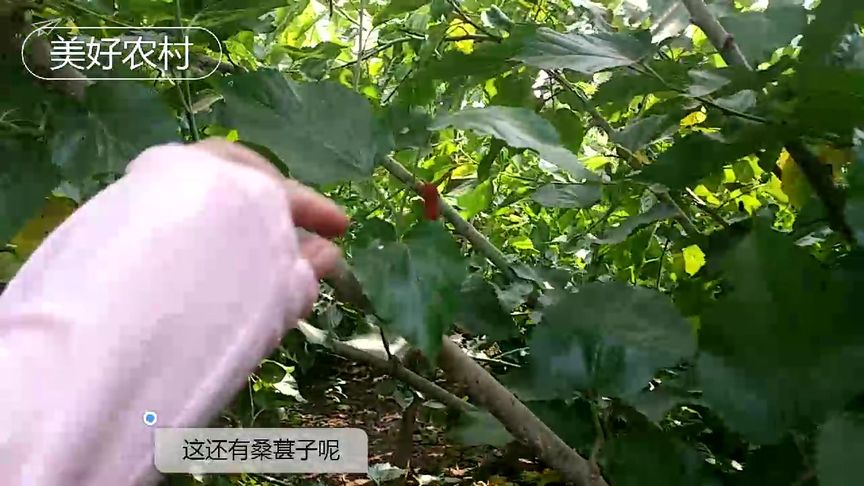 农村四百亩桑田,果实全部摘掉,桑枝全部剪掉他们要干什么