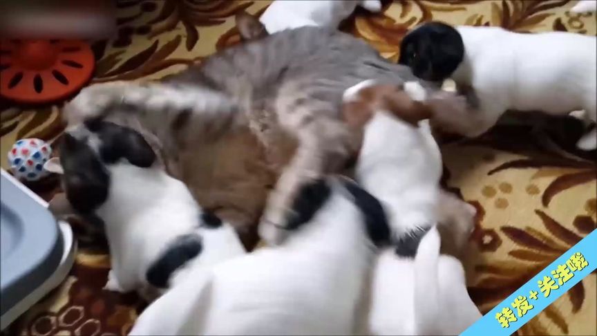 场面很凶残,点开就是一群狗狗在撕咬一只可怜的猫咪阿,谨慎勿点