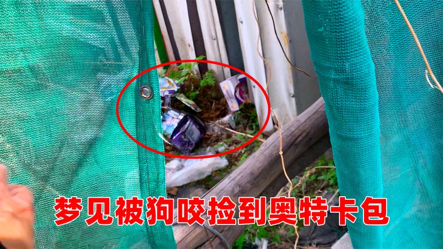 梦见被狗咬能发财 捡到奥特卡包开出一张100元特利迦卡片