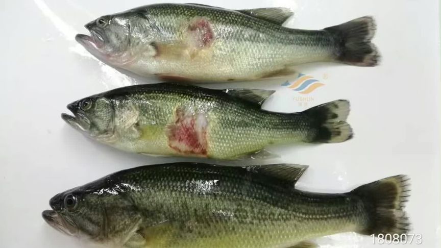 加州鲈病毒烂身;细菌性烂身;寄生虫性烂身的图片参考#加州鲈