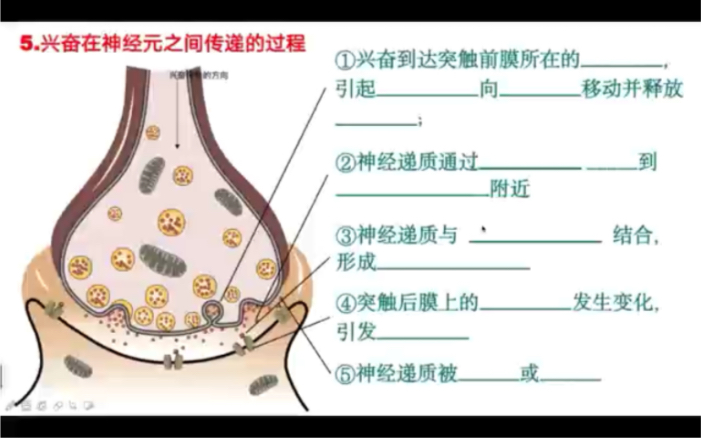 ...选择性必修一第二章第三节第2课时兴奋在神经元之间的传递过程讲解