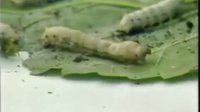 三年级科学下册 蚕的生命周期 养蚕教案