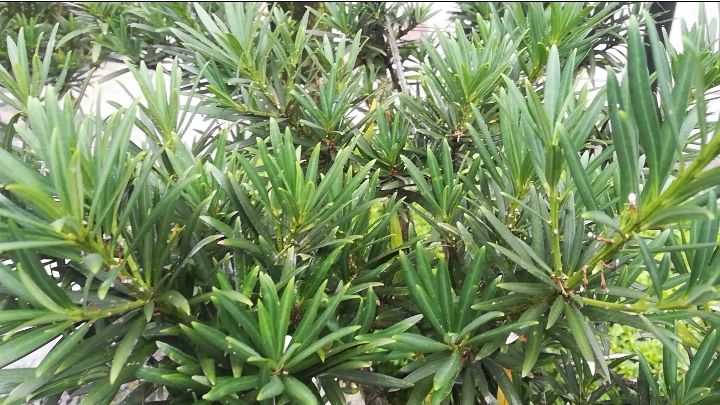 这种树叫罗汉松,又叫罗汉杉,结果子了,你喜欢吗?