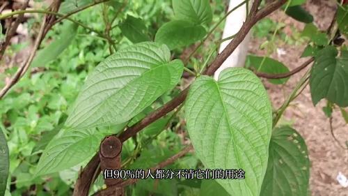 鸡矢藤VS鸡血藤:一字之差功效天差地别,千万别用错!