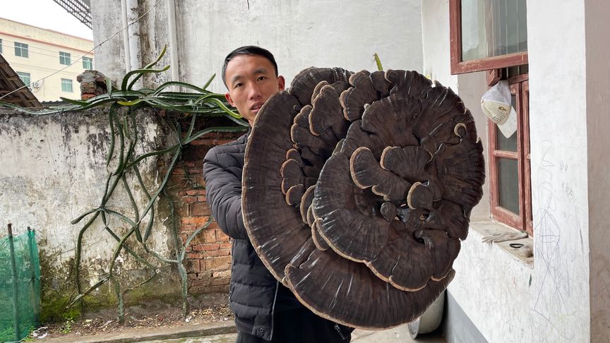 小伙花1000元买的“千年灵芝”,它有什么样的用途?快看看吧