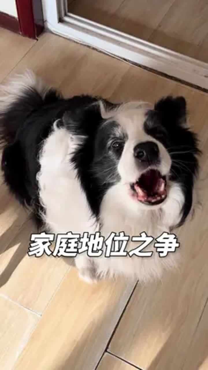 感情淡了边牧 狗是狗边牧是边牧 它真的好像个小宝宝