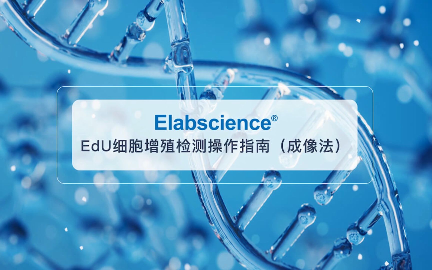 Elabscience_EdU细胞增殖检测操作指南(成像法)