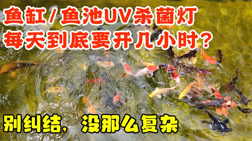 鱼缸鱼池UV杀菌灯,一天到底开多久合适?别纠结,事情没那么复杂